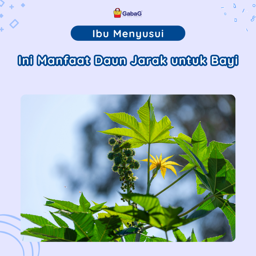 Ini Manfaat Daun Jarak untuk Bayi - Gabag Indonesia